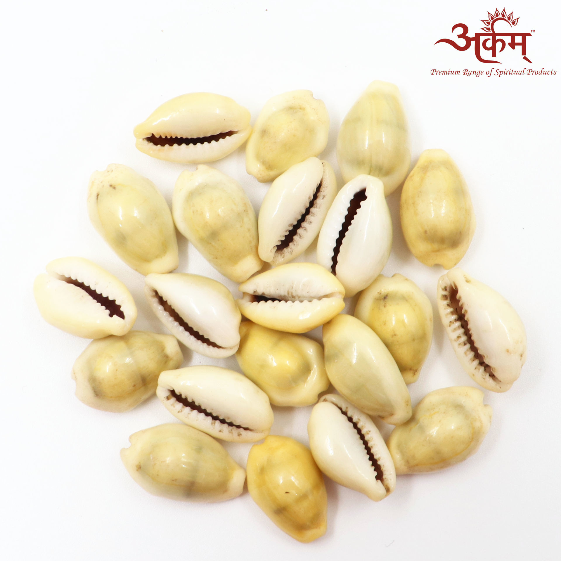 Arkam - Premium range of spiritual products|Arkam Yellow Kauri / Peeli ...